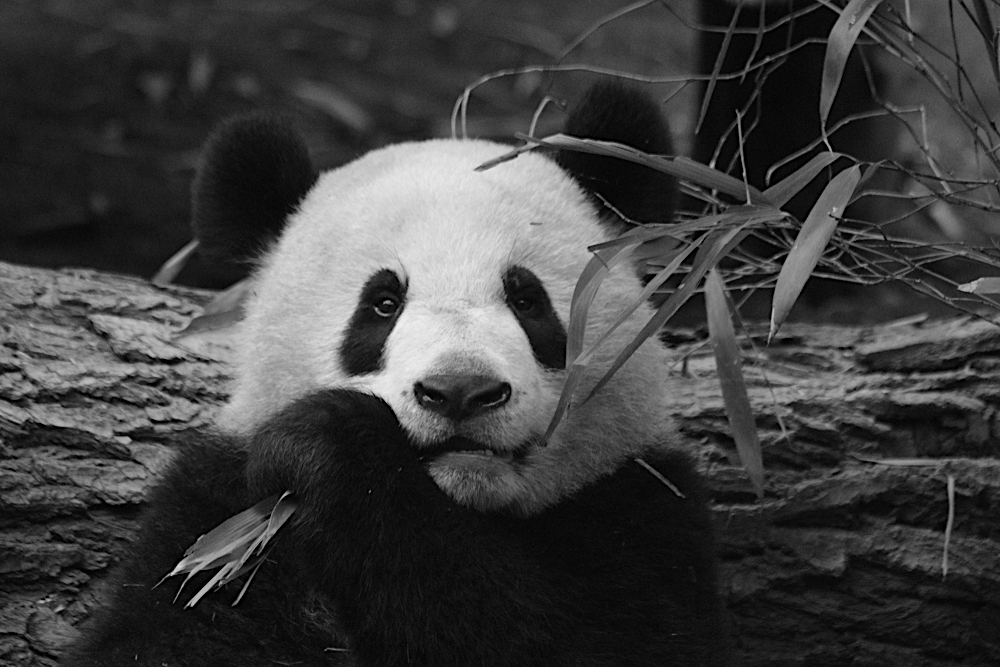 The death of Le Le and giant pandas around the world - Newsforkidz