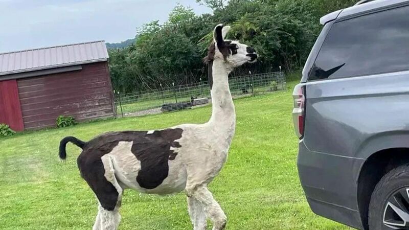 Llama escaped to avoid dental check - Newsforkidz